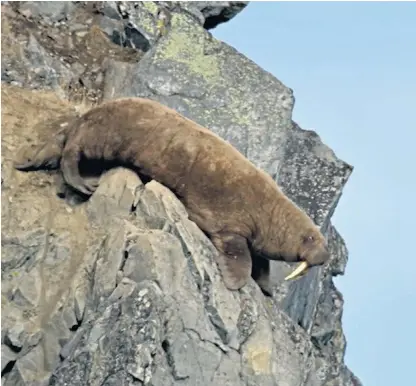 Climate change ‘wrongly blamed’ for walrus deaths on Our Planet ...