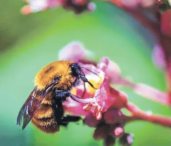 Por primera vez insecto chileno en lista de peligro de extinción ...