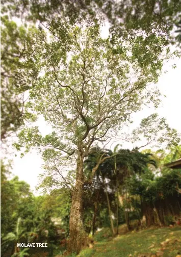 MOLAVE - PressReader