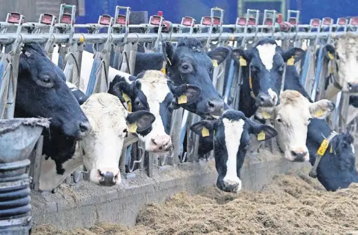 Hitzestres­s im Stall - PressReader