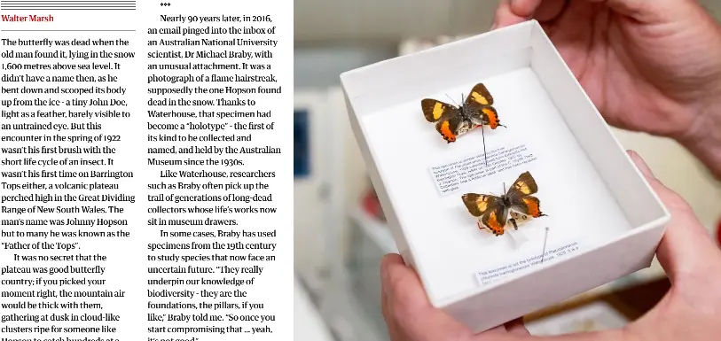 The great butterfly heist: how a gentleman collector stole thousands of ...