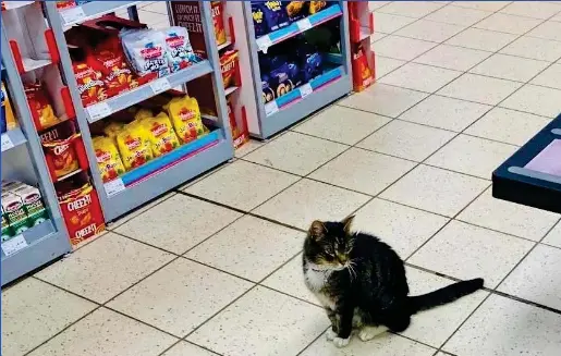 Fur flies as ‘legend’ Mo the cat banned from village Co-op - PressReader