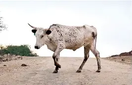 KAYINANKIN­GA INYAMA YENKOMO EHLATSHWE NGAMATELE - PressReader