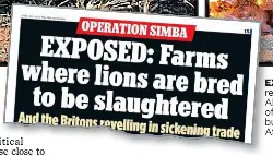 The secret burning of the bones of 42 lions. And why I’ll NEVER stop fighting the monsters who ...