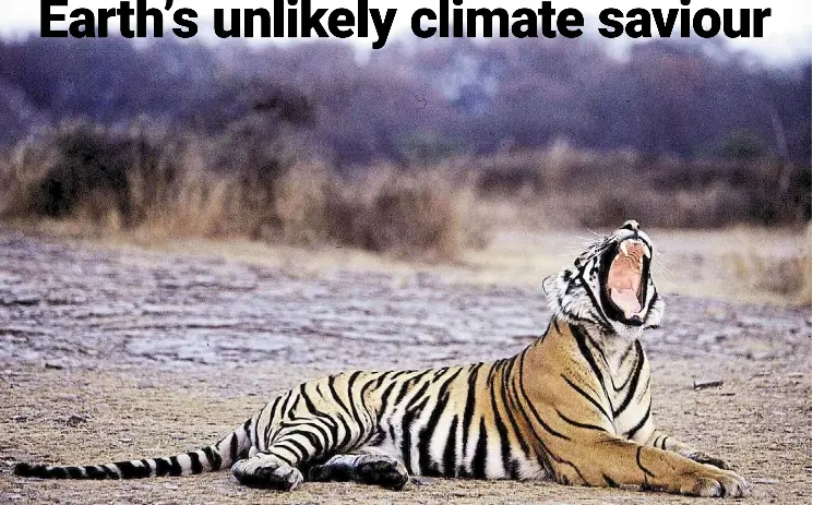 Earth’s unlikely climate saviour - PressReader