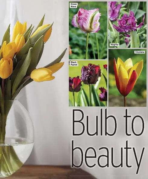 Bulb to beauty - PressReader