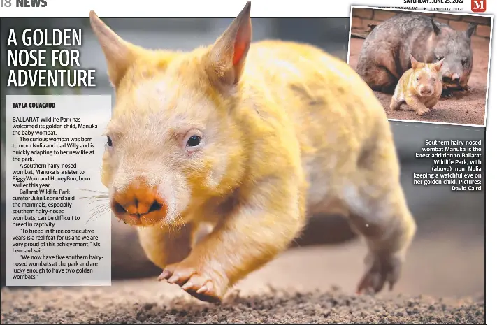 A GOLDEN NOSE FOR ADVENTURE - PressReader