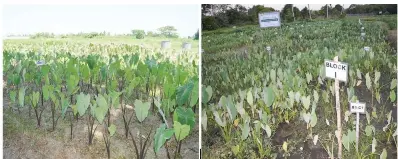 PROMISING TARO CULTIVARS DEVELOPED IN BICOL - PressReader