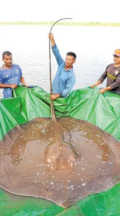 CAMBODIAN FISHERMEN HOOK GIANT ENDANGERED STINGRAY - PressReader