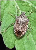 A foul-smelling pest rears its head again - PressReader