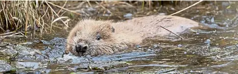 Beavers back in Cairngorms after an absence of 400 years - PressReader