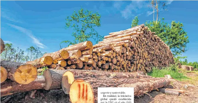 Más madera: ¿cuál es la propuesta para una transición energética ...