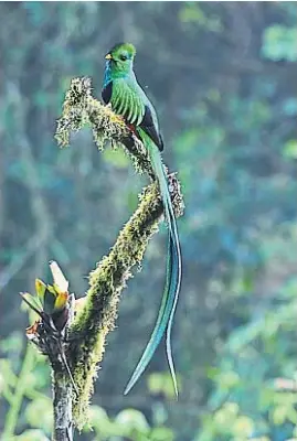 Costa Rica. En busca del Quetzal - PressReader