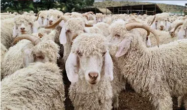 Inspirasie: Bokhaarboe­r maak deure vir ander oop - PressReader