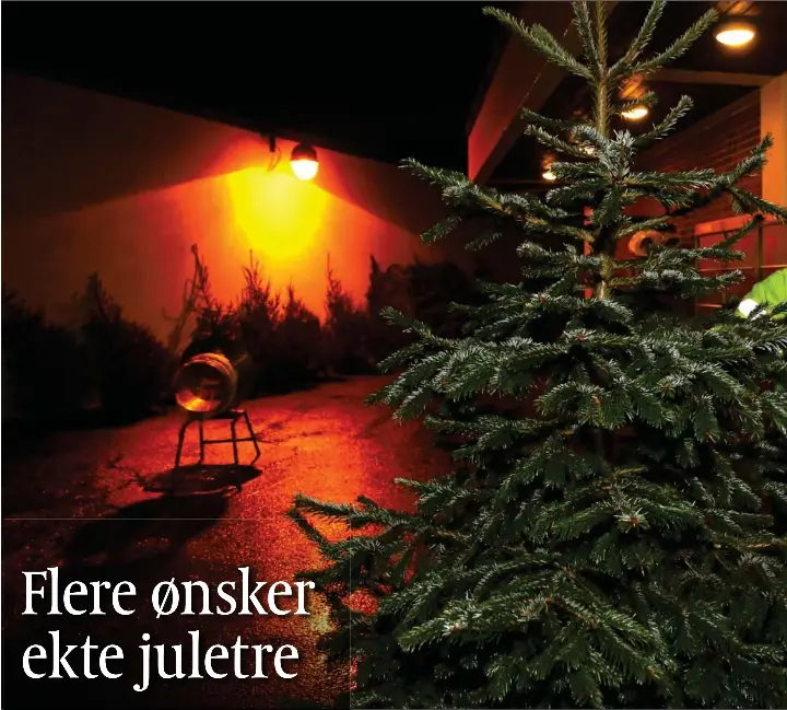 Flere ønsker ekte juletre - PressReader