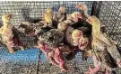 Meet the bigfoot chicken on Vietnam dining tables - PressReader