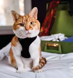 IN VIAGGIO CON IL MICIO | Gatto Magazine | PressReade­r
