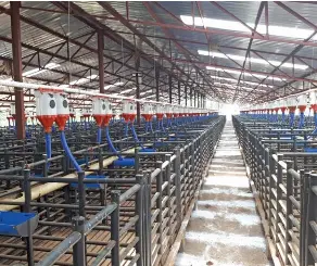 An intensive lambing system that requires less labour - PressReader