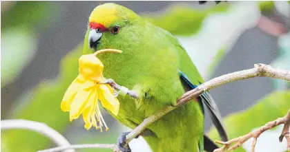 Young ka¯ ka¯ riki released into forest - PressReader