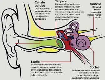 Come funziona il timpano - PressReader