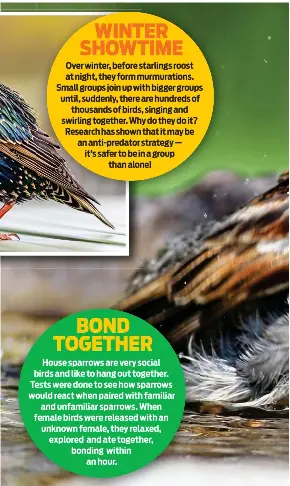 THE GOOD, BAD AND UGLY OF BIRD WORLD BIRDS OF A CLEVER - PressReader