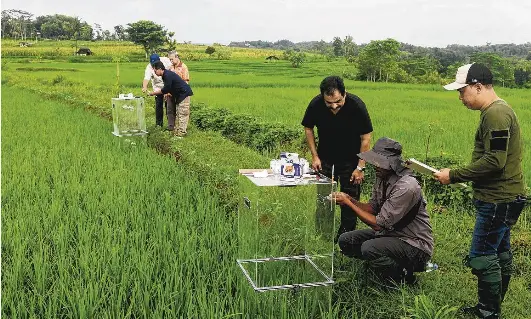 Singapore project to cultivate rice sustainabl­y wins WEF award - PressReader