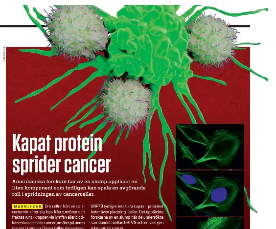 Kapat protein sprider cancer - PressReader