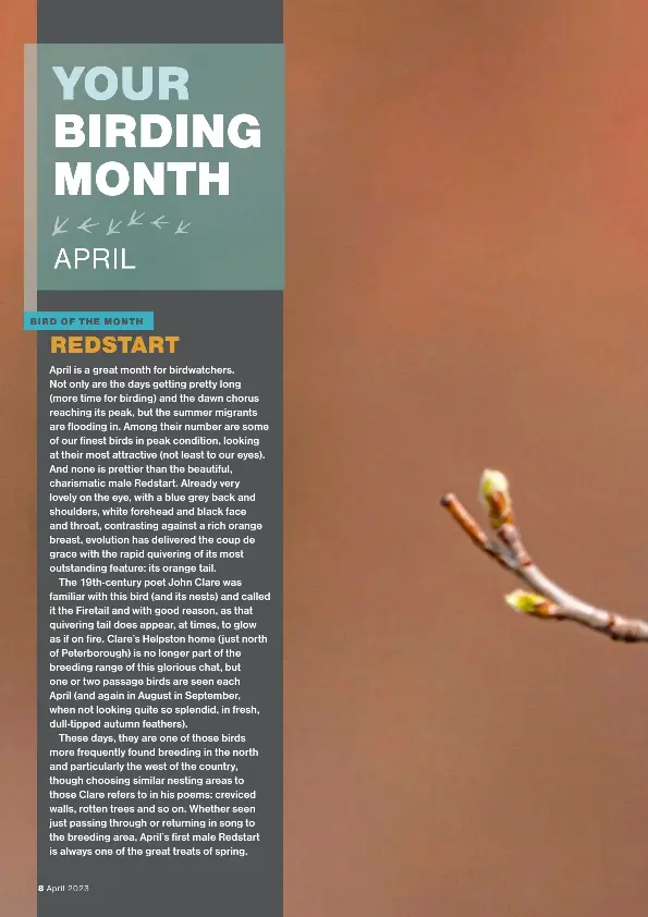 Your Birding Month - PressReader