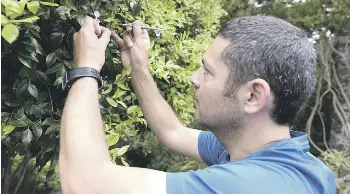 Botanical book is a magnificen­t specimen - PressReader