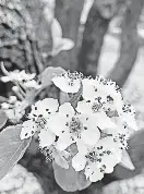 New law bans Bradford pear, other invasive plants in NJ | The Bergen ...