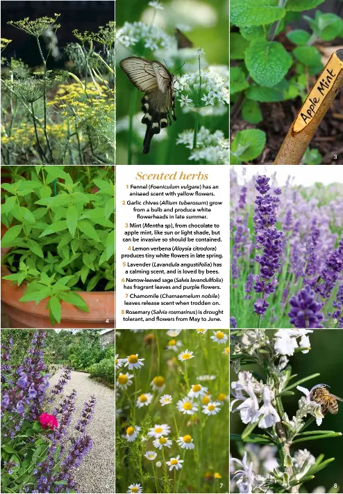 Scented herbs - PressReader