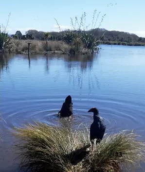 Travis Wetland Nature Heritage Park history - PressReader