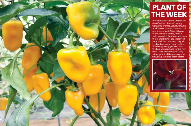 As a general rule, plants grow much better in the open ground - PressReader