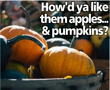 How'd ya like them apples... & pumpkins? - PressReader