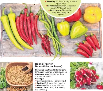 Vegetables to grow in container gardens - PressReader