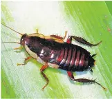 Learn to love the Gizzy cockroach - PressReader