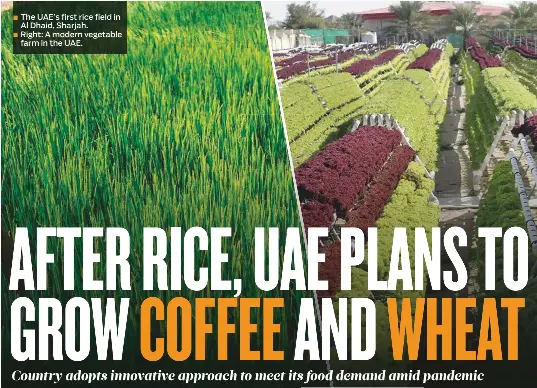 WHAT NEXT AFTER RICE ?UAE TO GROW WHEAT, COFFEE - PressReader