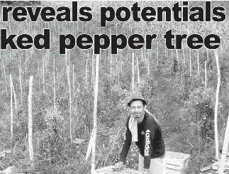 Study reveals potentials of spiked pepper tree - PressReader