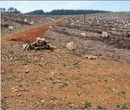 Bosbou staan tru vir avo’s - PressReader