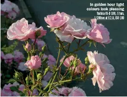 Yashica FX-D 100 - PressReader