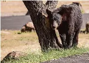 More black bear sightings confirmed in Texas - PressReader