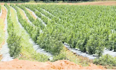 Multimilli­on-dollar hemp business fizzles - PressReader