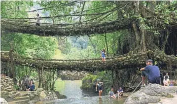 The man who grows bridges - PressReader