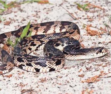 Do pine snakes eat pinecones? | The Tuscaloosa News | PressReade­r