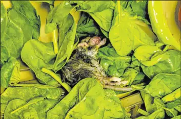 Woman: Dead mouse found in greens - PressReader