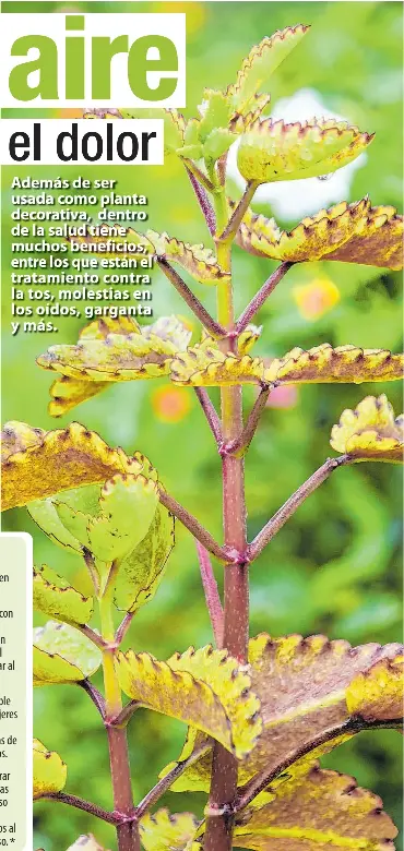 Hoja de aire - PressReader