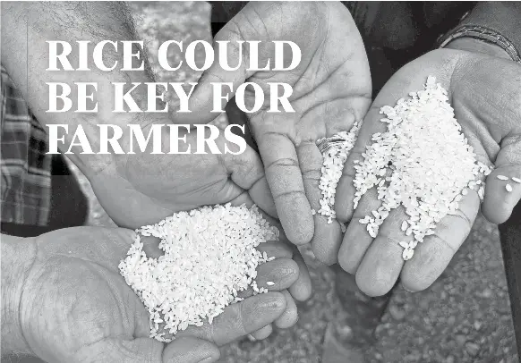 RICE COULD BE KEY FOR FARMERS - PressReader