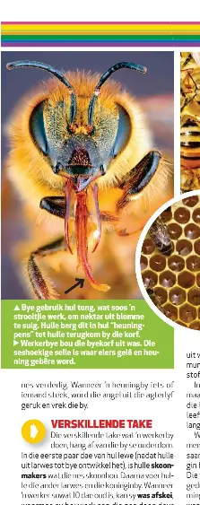 Heuningbye verrig ’n belangrike taak - PressReader