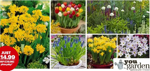 See your garden bloom - PressReader