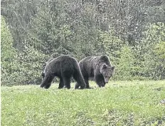 My close encounter with a brown bear - PressReader